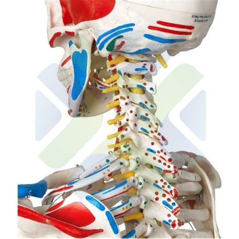 MODELO ANATOMICO ESQUELETO HUMANO CON LIGAMENTOS Y MÚSCULOS COLOREADOS