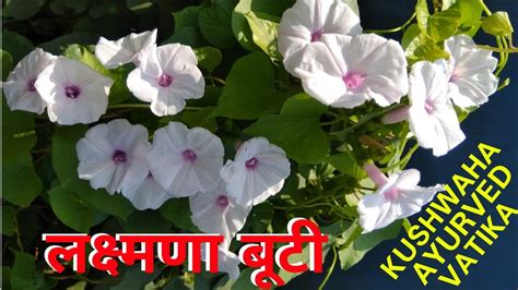 36 लक्ष्मणा बूटी मॉनसून का औषधीय एवं तांत्रिक पौधा जो घर मेें धन की