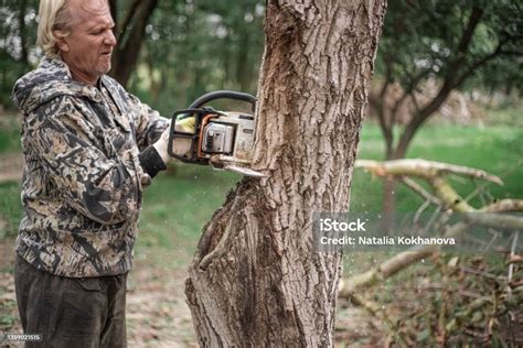 한 남자가 전기톱으로 오래된 나무를 잘라내린다 정원에서 오래된 식물을 제거 나무에 대한 스톡 사진 및 기타 이미지 나무 제거 키 큰 Istock