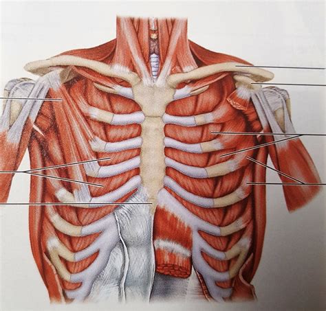 Chest Muscle Anatomy Diagram ~ Chest Muscle Anatomy Diagram Chest Wall Anatomy Anatomy