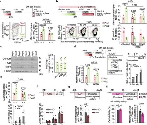 Effect Of Manipulating Ppp Or The Folate Cycle On Stemness A
