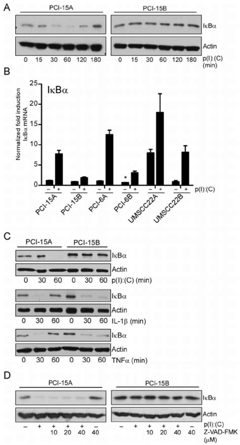Defective Nf κ B Signaling In Pci 15b Download Scientific Diagram