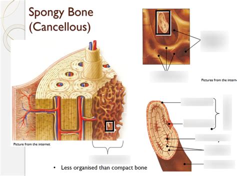 Diagram Of 🖼️ Compact Bone Structure Quizlet