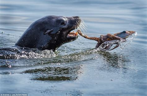 Pictures Show The Tussle Between A Hungry Seal And Octopus Daily Mail
