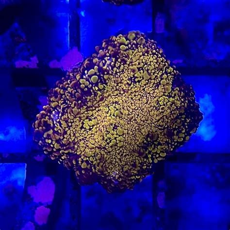 Chalice Coral Placement