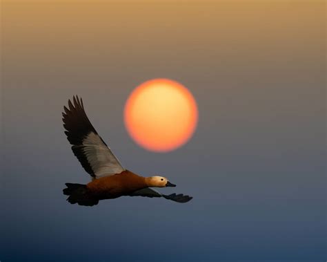 Award Winning Photographer Mainak Halder Captures Beautiful Bird Photos