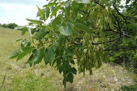 18 Different Types Of Ash Trees And Their Identifying Features