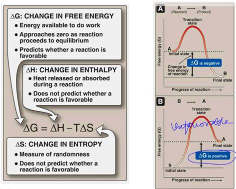 Biochemistry Bioenergetics And The Electron Transport Chain Etc