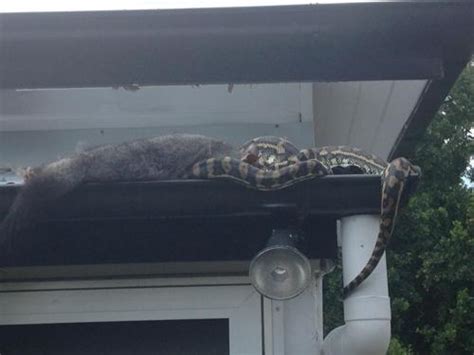 This Persistent Qld Python Scarfing A Whole Possum Is Yr Midweek Motivation