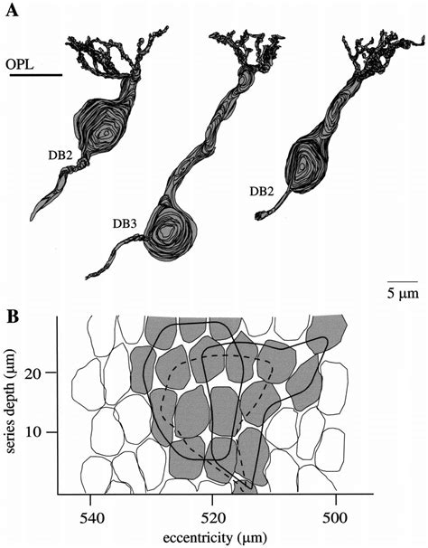 Dendritic Trees Of Diffuse Bipolar Cells Reconstructions A