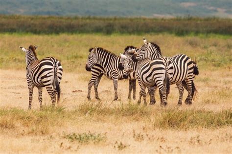 Premium Photo Zebra Standing On Field