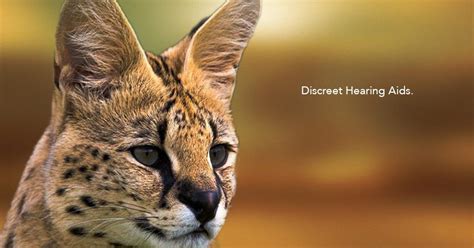 The Secrets Behind Discreet Hearing Aids