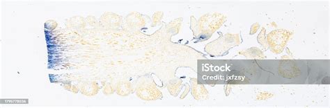 Plant Pine Conefemale Ls Under Light Mircoscope With White Background