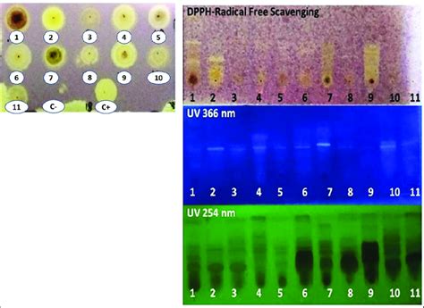 Dot Blot Assay For Dpph Free Radical Scavenging Activity Of 11