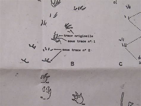 a selection of permian trace fossils is it real how to recognize