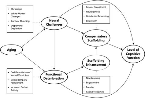 A Conceptual Model Of The Scaffolding Theory Of Aging And Cognition Download Scientific