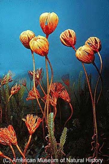 The Curious Case Of The Nasa Crinoid Cover Up