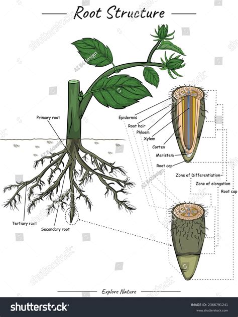 Plant Roots Diagram Flower Plant Roots Photos Images And Pictures