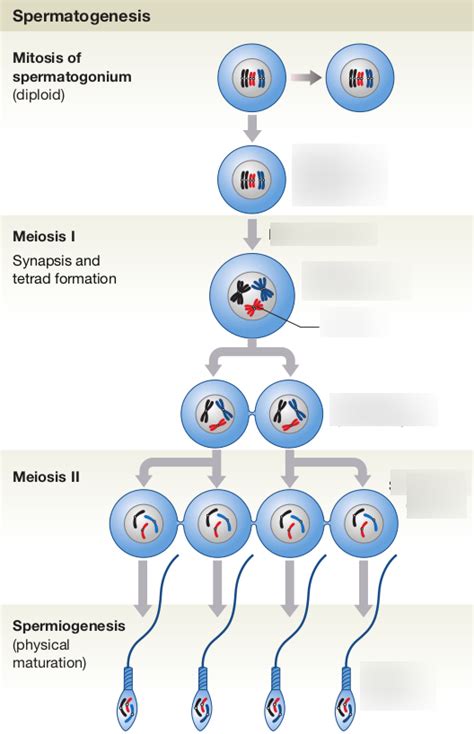 Spermatogenesis Diagram Quizlet