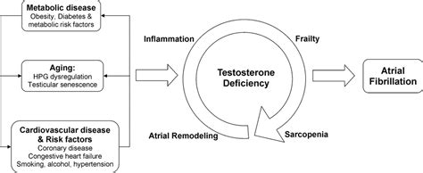 Association Of Sex Hormones Aging And Atrial Fibrillation In Men