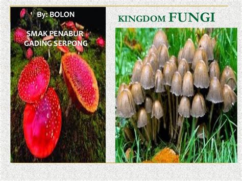 Gambar Ppt Fungi Gambar Jamur Endomikoriza Di Rebanas Rebanas