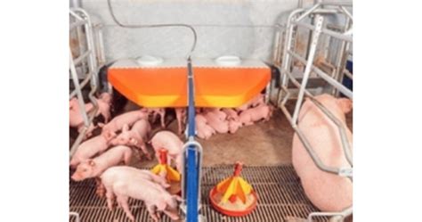 Енергоспестяващи навеси топлят новородени прасета Български Фермер