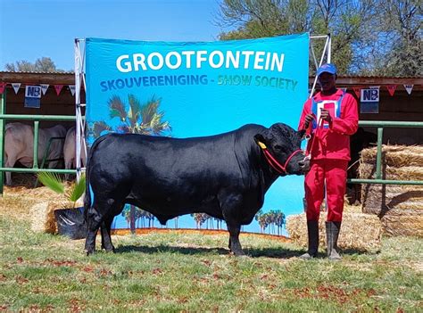 Grootfontein Se Dexter Simmentaler Wenners Republikein Jou Land Jou Taal Jou Nuus