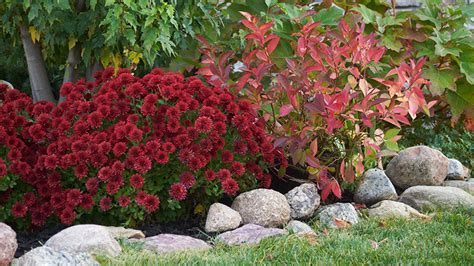 How To Grow Mums Garden Gate