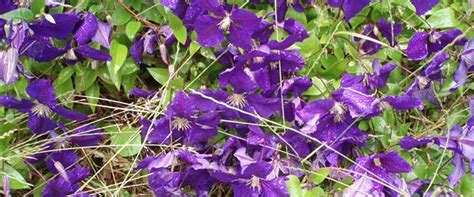 Huset Diverse Bolig Uploadet Af Jóna R