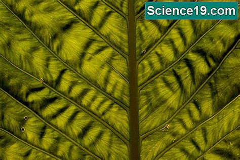 Példák Az Evolúció Biogeográfiai Bizonyítékaira 💫 Tudományos És Népszerű Multimédiás Portál 2025