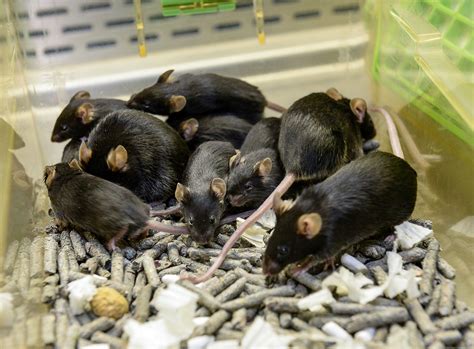 Black Mouse Rodent