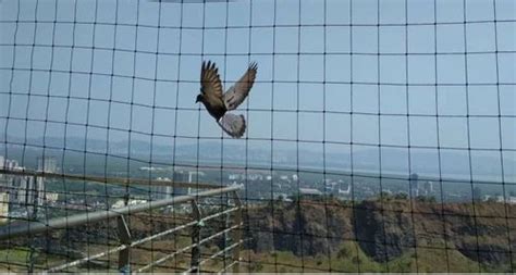 Anti Bird Netting Services In Jaipur Id 2851842641633