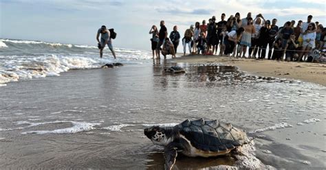 Liberan 28 Tortugas Marinas En El Delta De Lebre Nacidas El Pasado