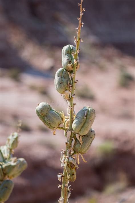 Seed Pod Of Yucca Plant Stock Image Image Of Blue Summer 25322247