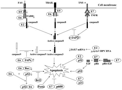 Modulation Of Apoptosis By Hpv Early Proteins A Number Of The