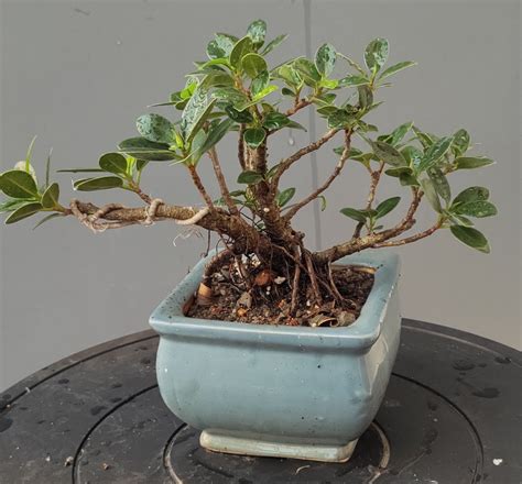 Ficus Bonsai Ficus Green Island Bonsai Multi Trunk Bonsai Buy