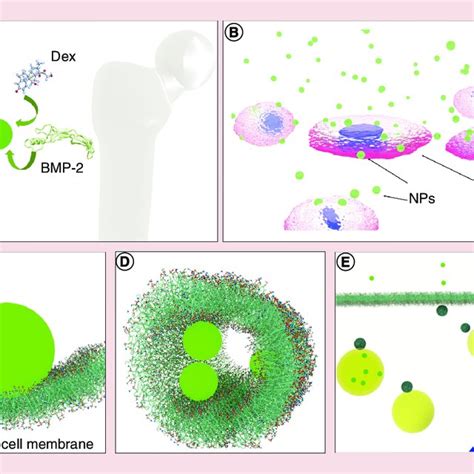 Drug Delivery For Bone Regeneration A Various Nps Have Been Used For Download Scientific