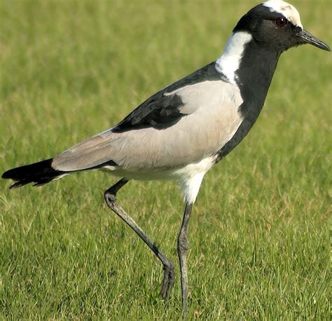 Lapwing The Ultimate Crossover Wiki Fandom