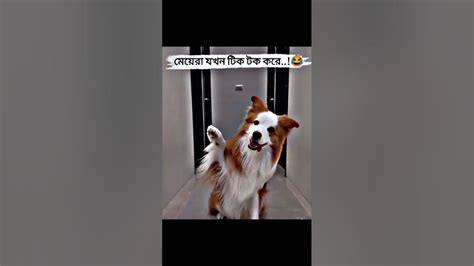 মেয়েরা যখন টিক টক করে Youtube