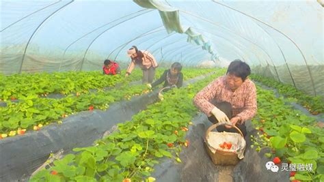 【实干灵璧】张汪村：发展特色草莓种植 助力乡村振兴灵璧县人民政府