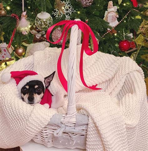 Maria And Capitolina в Instagram Merry Christmas Eve To All My Friends