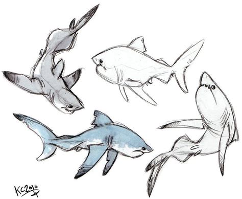 Four Different Types Of Sharks Are Depicted In This Drawing