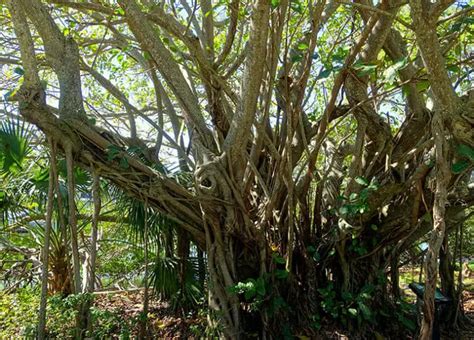 The Best Trees To Plant In Florida Fl Gardening