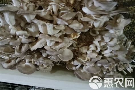 秀珍菇工厂化高产栽培技术 农技学堂 惠农网