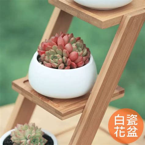台灣現貨月圓白瓷盆不含植物追花 盆器 花盆有底洞 多肉植物 觀葉植 園藝 微景觀 餐廳民宿花園布置 白瓷花盆 蝦皮購物