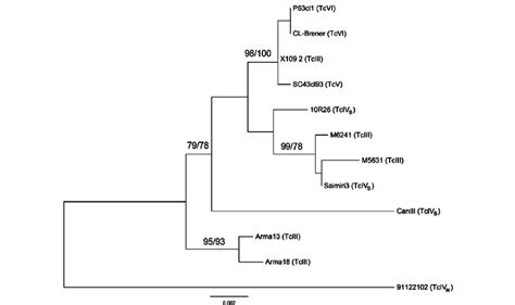 Maximum Likelihood Ml Tree Based On Concatenation Of Cytochrome B