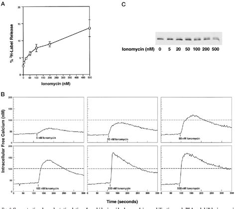 Figure 6 From The Role Of Calcium And Phosphorylation Of Cytosolic