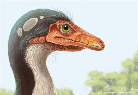 Feathered Compsognathus Christoph Hoppenbrock R Paleoart