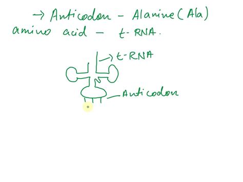 Solved What Is One Anticodon Sequence That Could Be Present On The Trna Shown Below Carrying