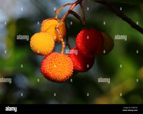 Colorful Fruit Of The Arbutus Unedo Strawberry Tree An Evergreen Shrub Or Small Tree In The